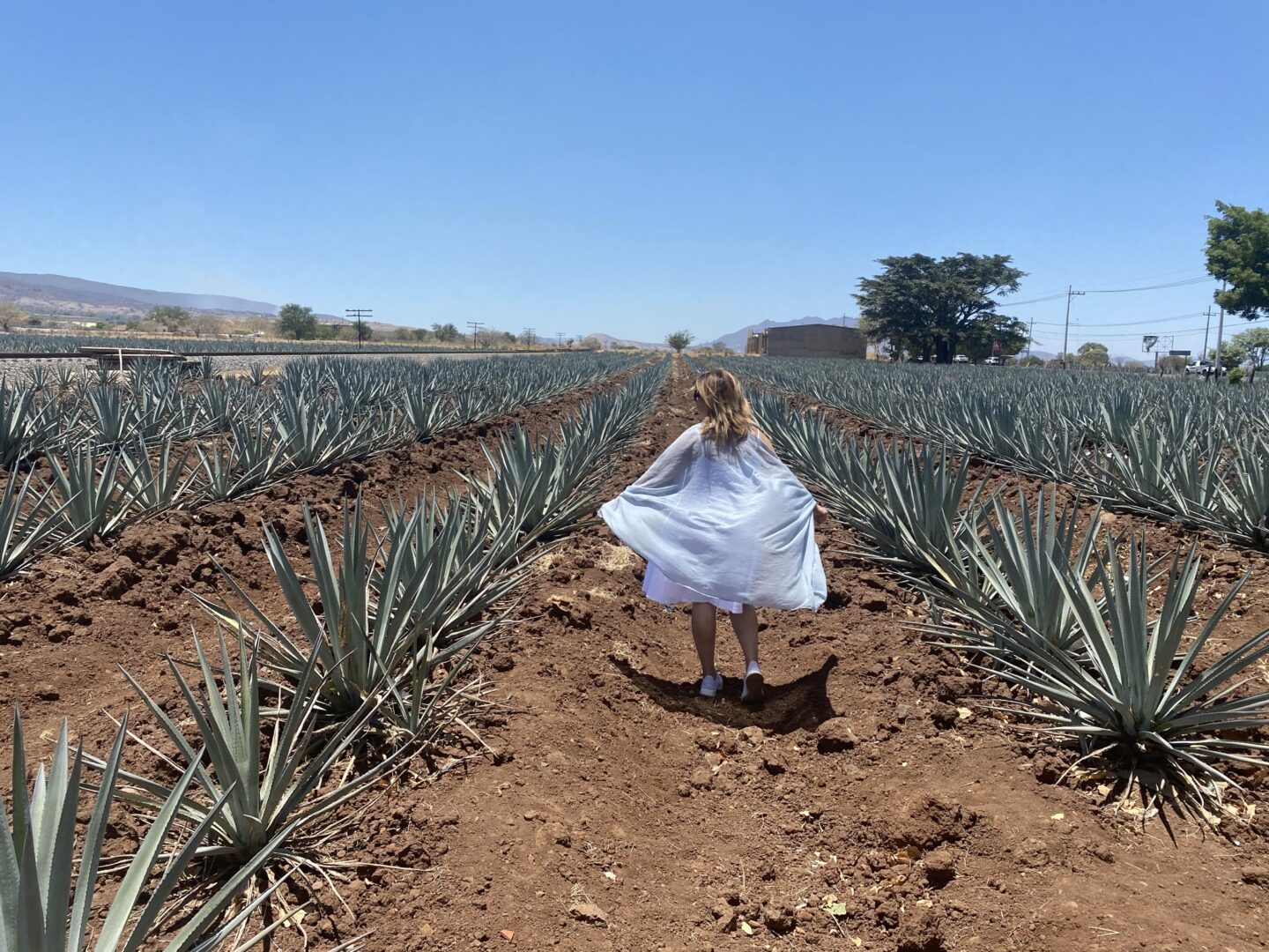 Drinking Tequila in Tequila - Exploring Tequila town - Places and Recipes